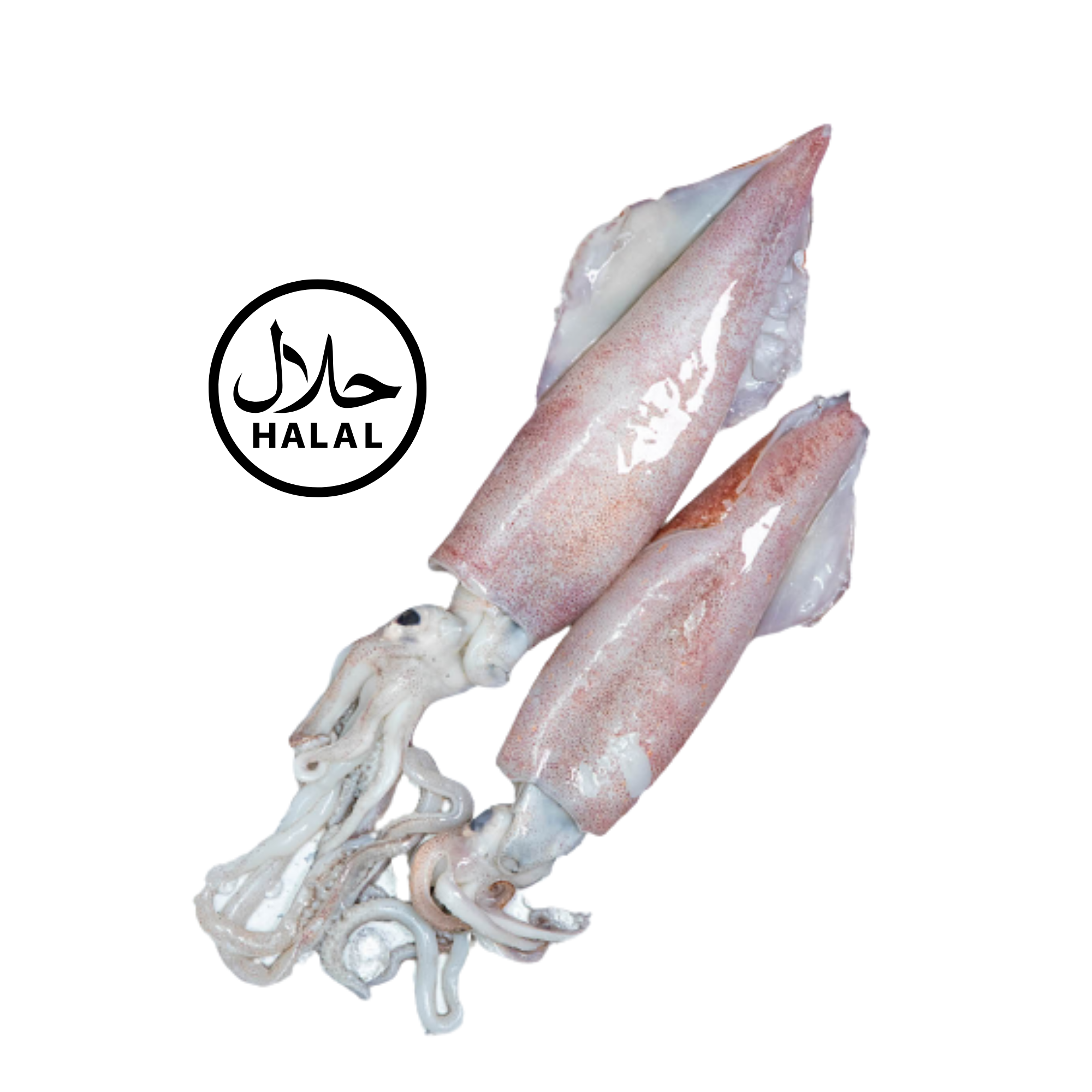 [Halal] Whole Squid / Sotong Masak Hitam 1kg – Daily Cart